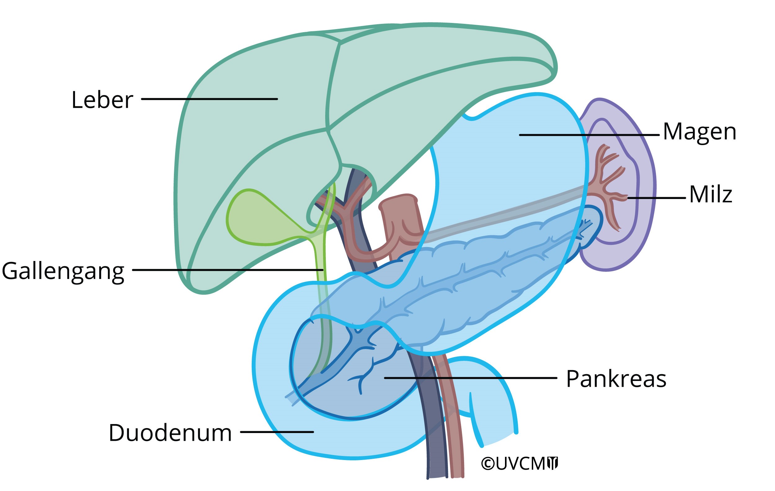 Magenausgang-erhaltende Whipple Operation | Pankreaszentrum Bern
